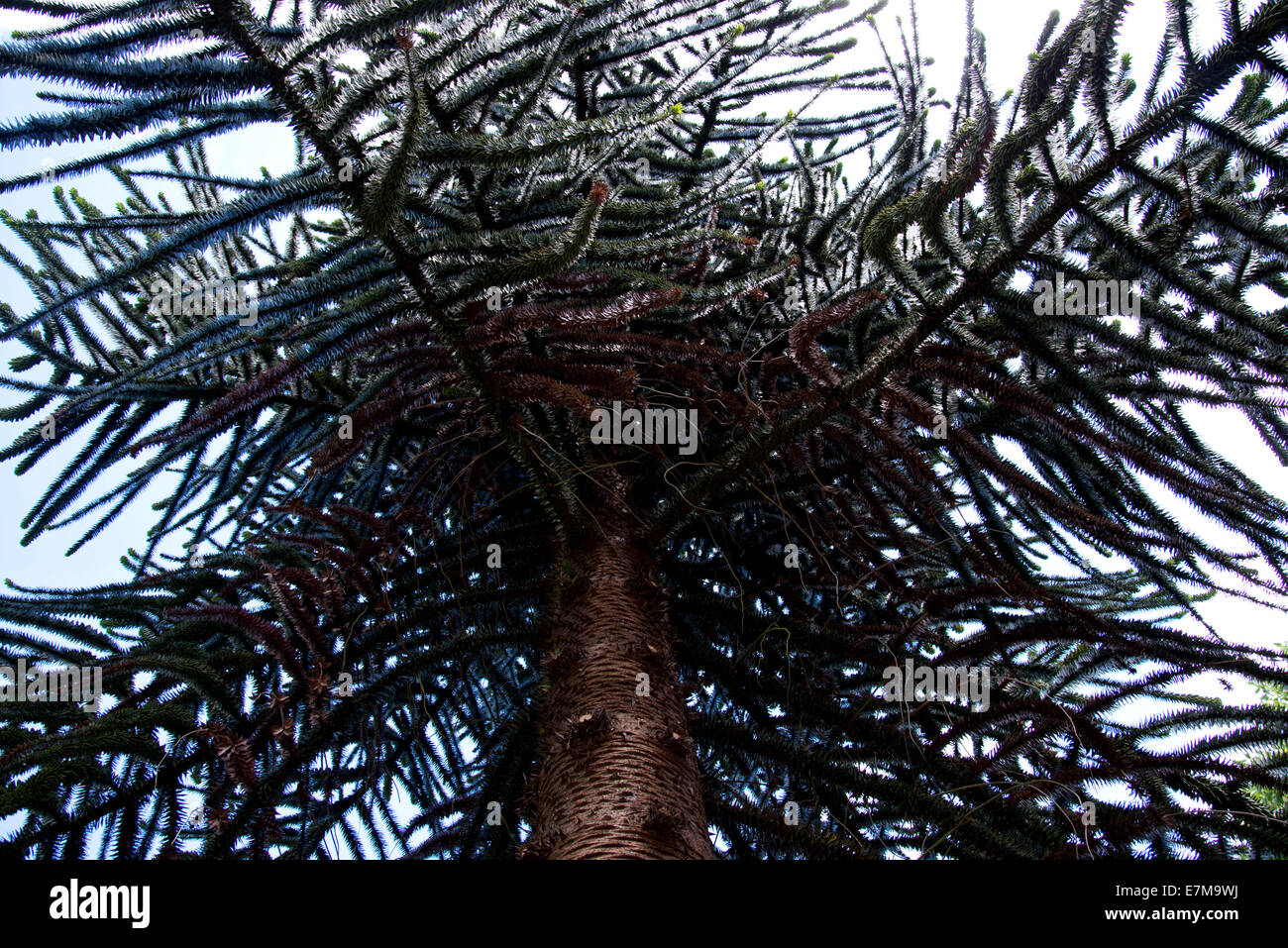 Spiky tree hi-res stock photography and images - Alamy