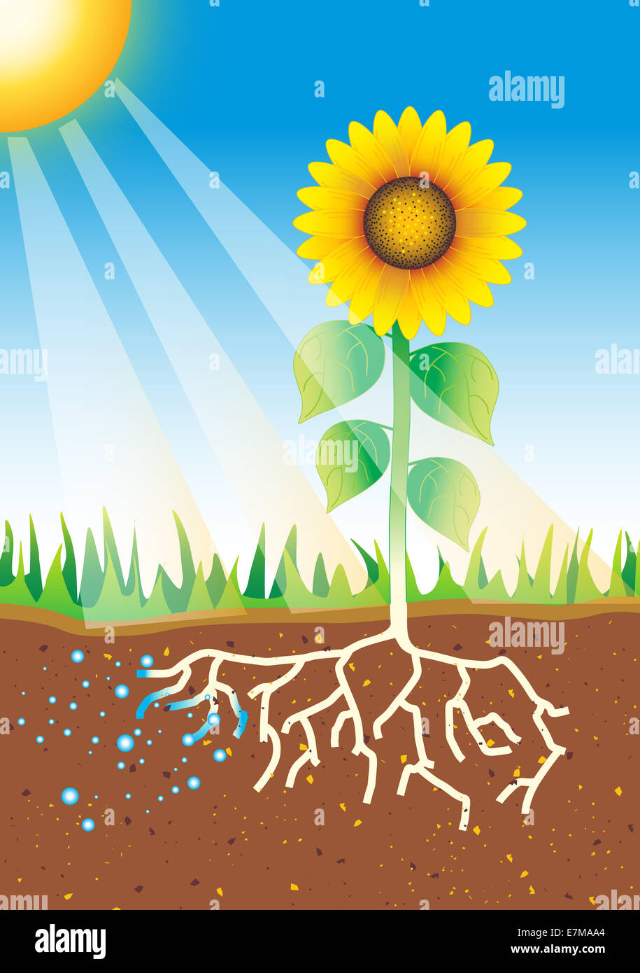 Photosynthesis Sunflower Growth Process with Roots, Soil, and Sunlight ...