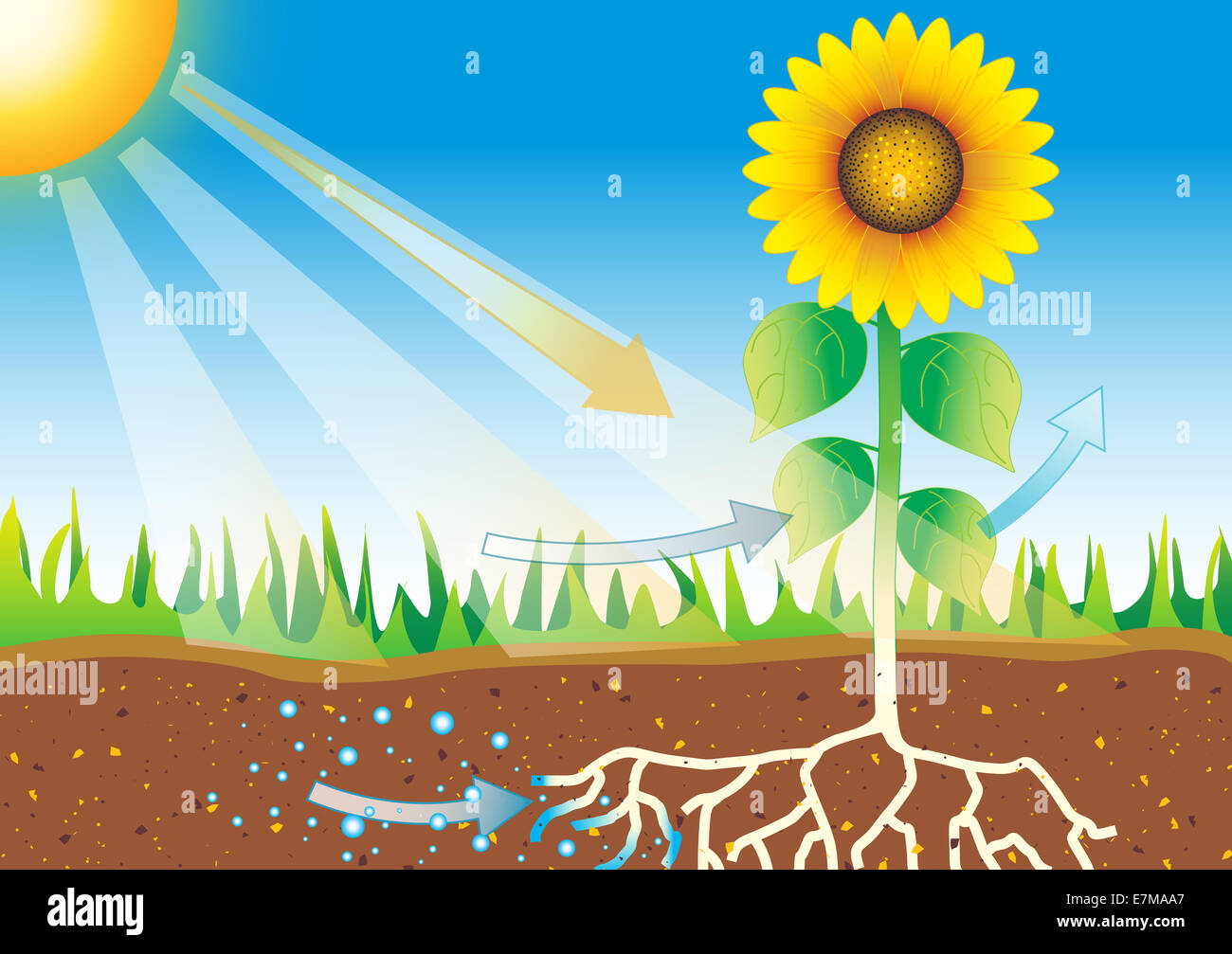Sunflower Photosynthesis and Water Absorption Process - Educational ...