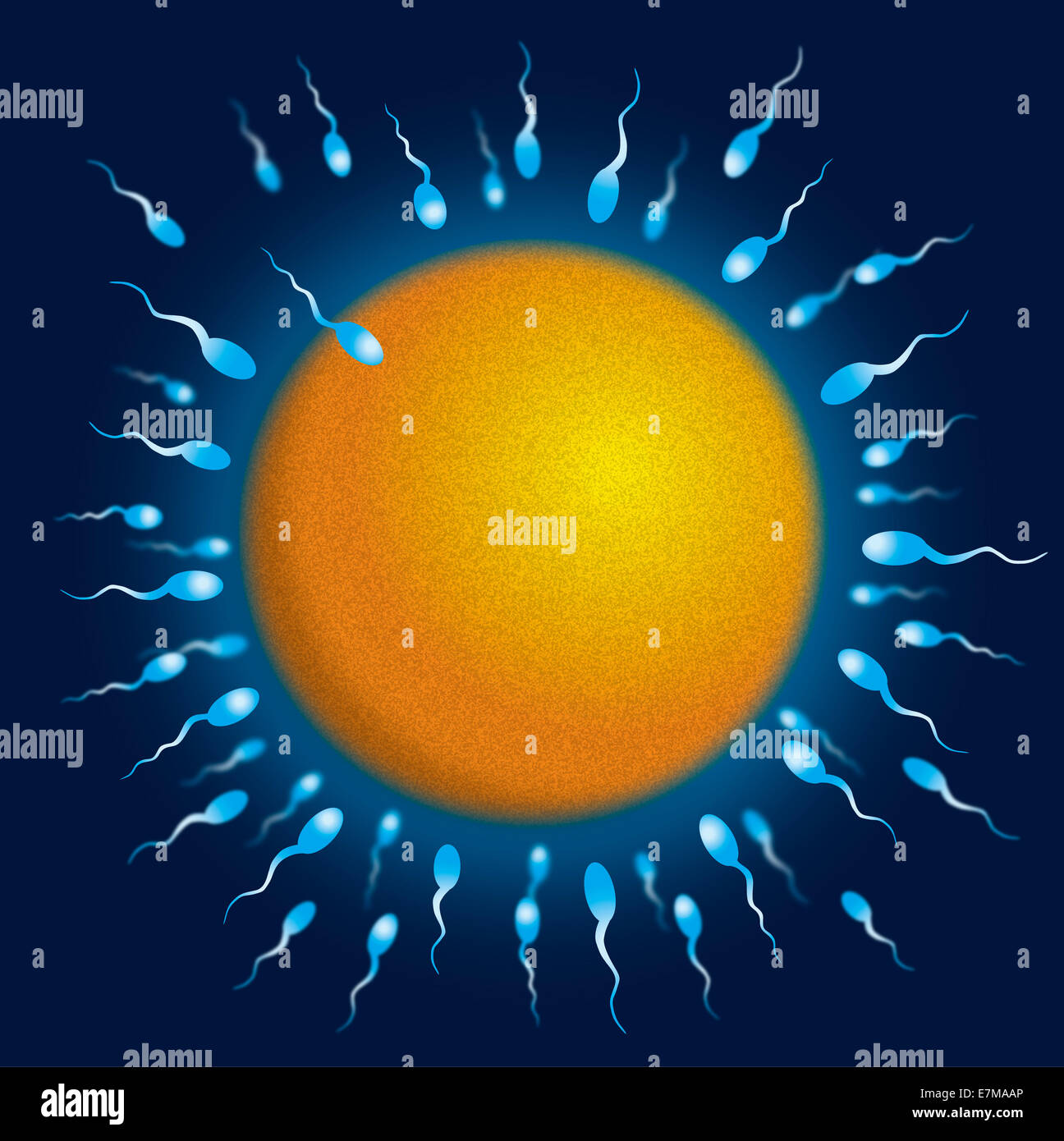 Human embryo development hi-res stock photography and images - Alamy