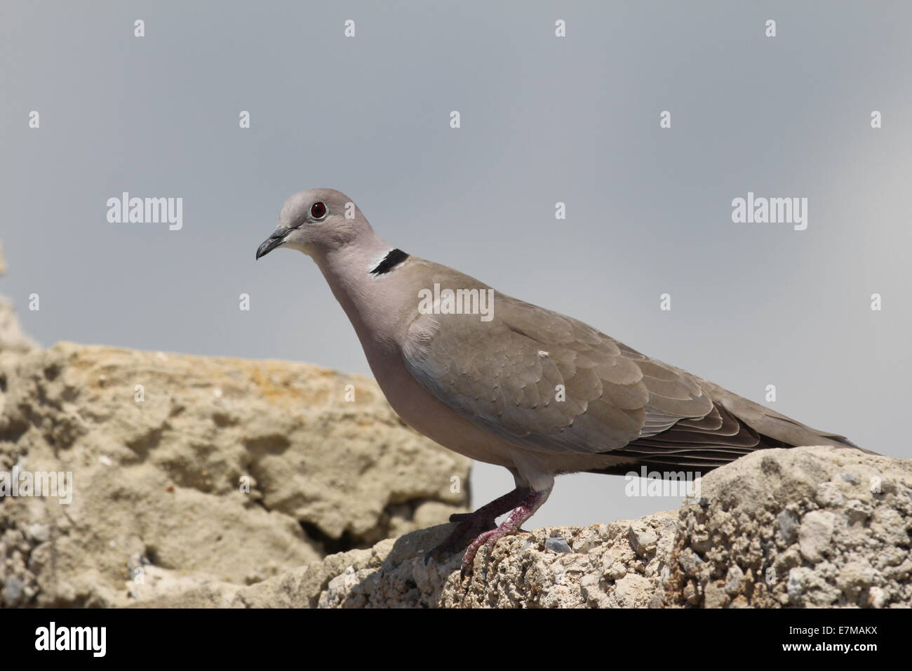 Side view of collared dove hi-res stock photography and images - Alamy