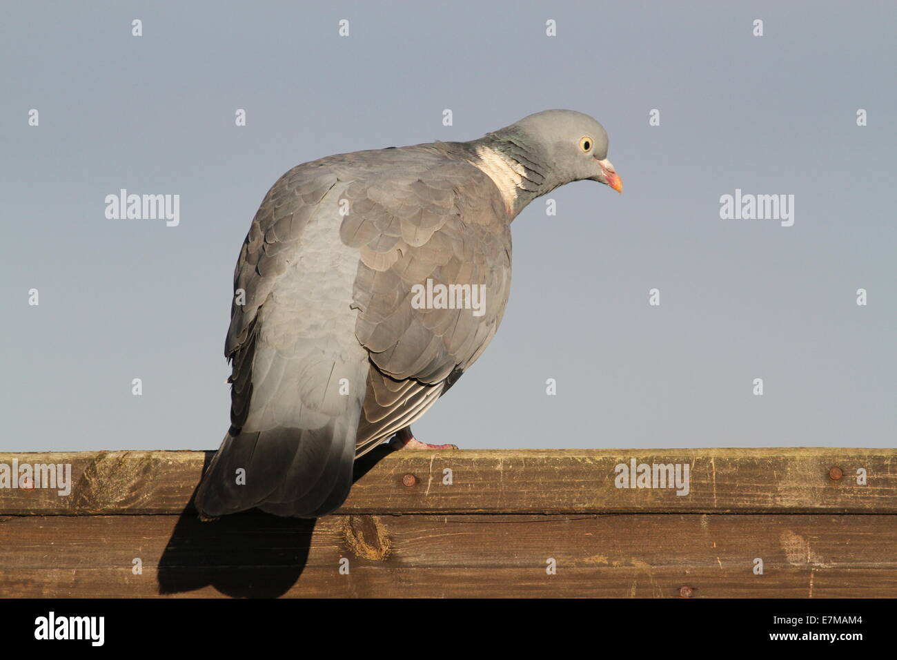 Wood Pigeon on fence back view looking down Stock Photo - Alamy