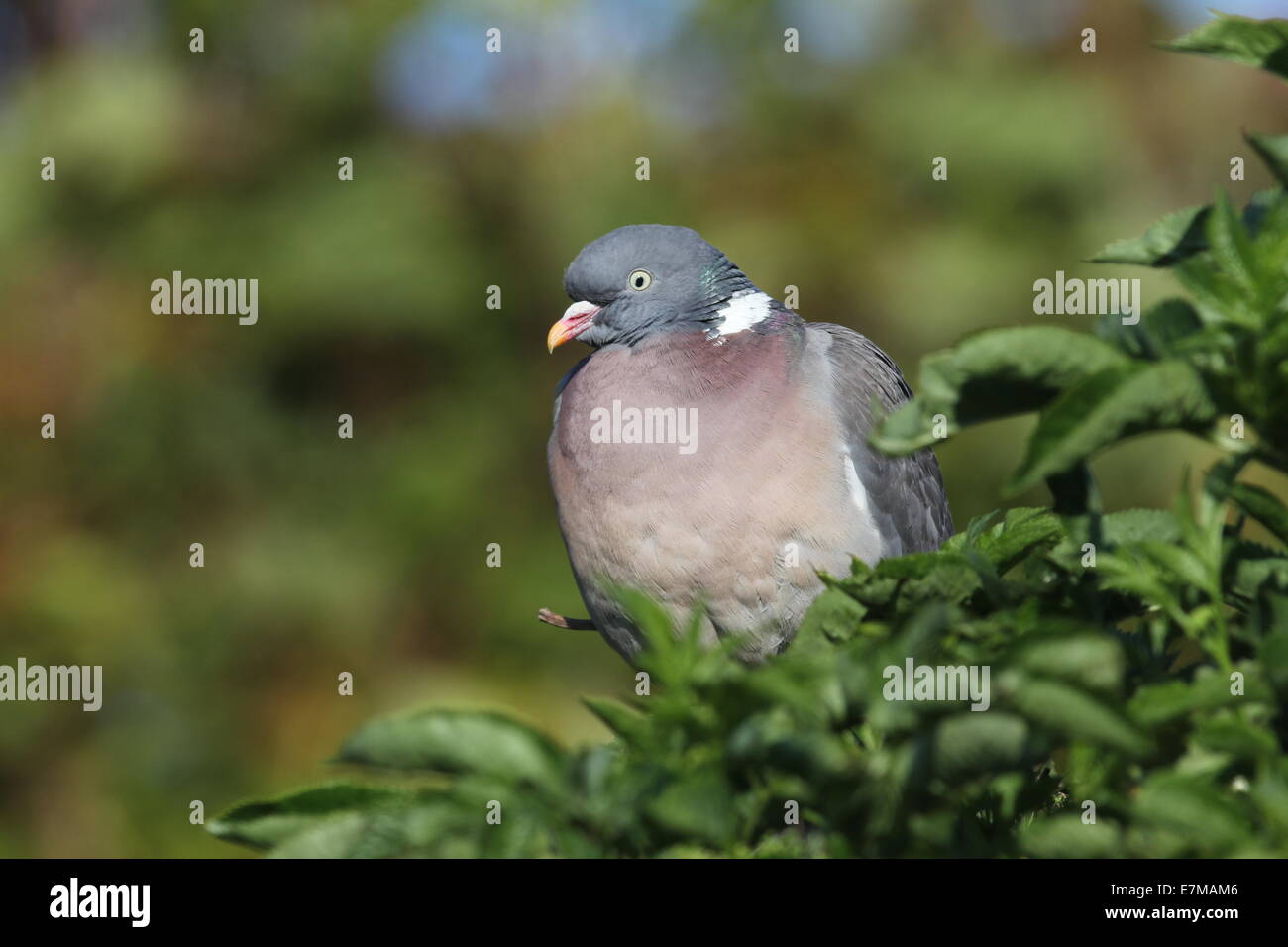 Wood pigeon sitting in hi-res stock photography and images - Alamy