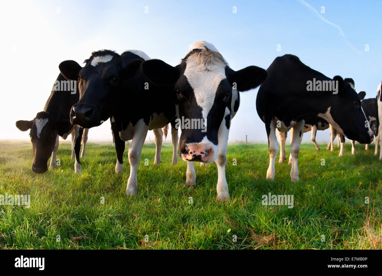 cattle on green pasture over blue sky close up Stock Photo - Alamy