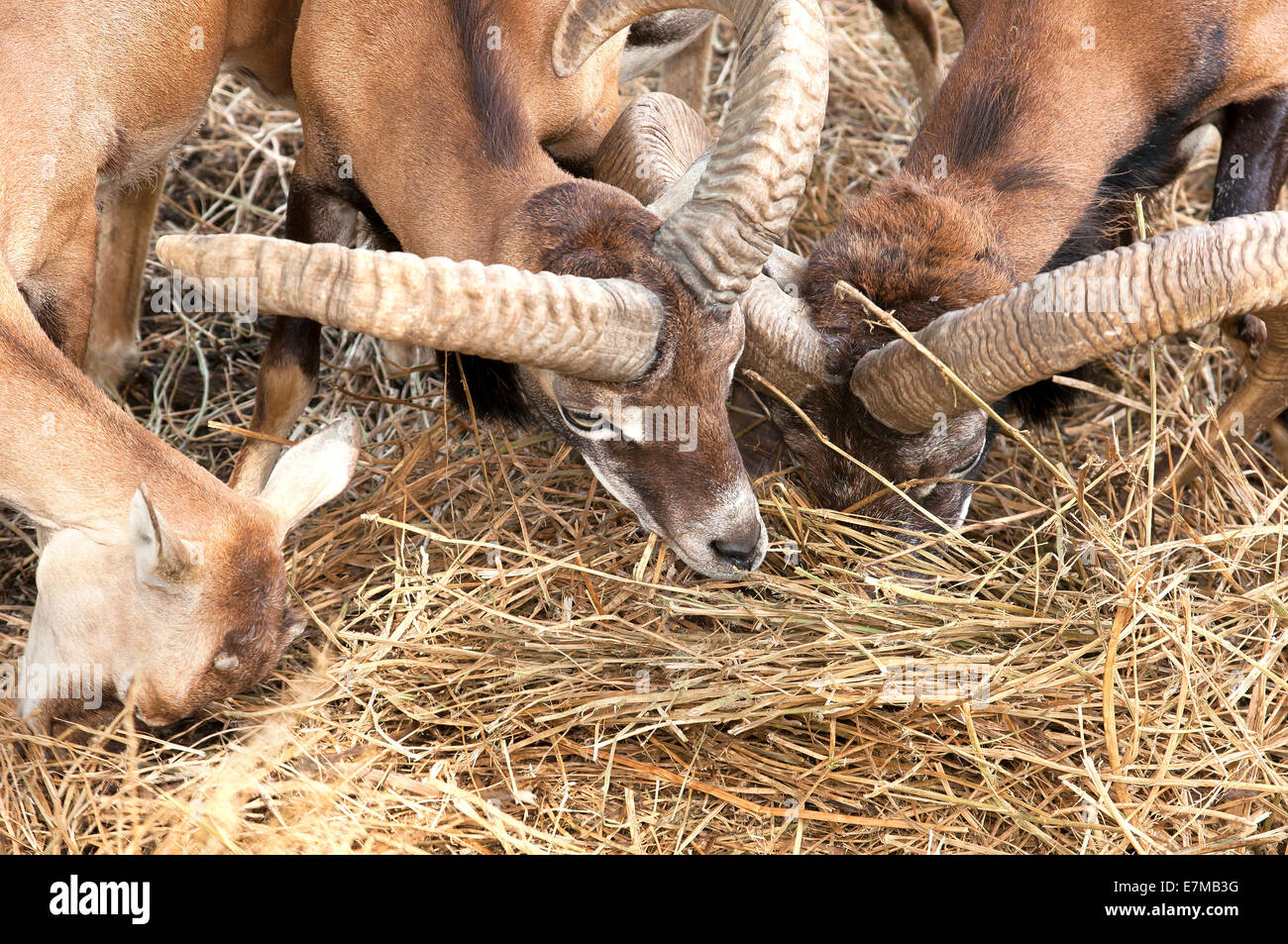 Alpine ibex goat eating Stock Photo - Alamy