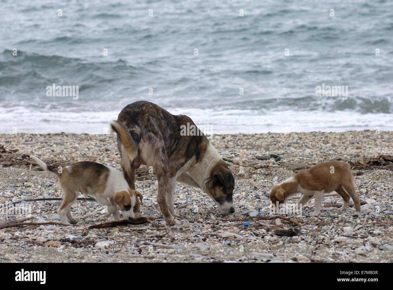 Female stray dog with puppies foraging on beach Stock Photo - Alamy