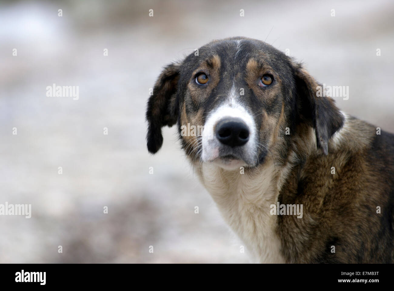 Portrait of a female stray dog Stock Photo - Alamy