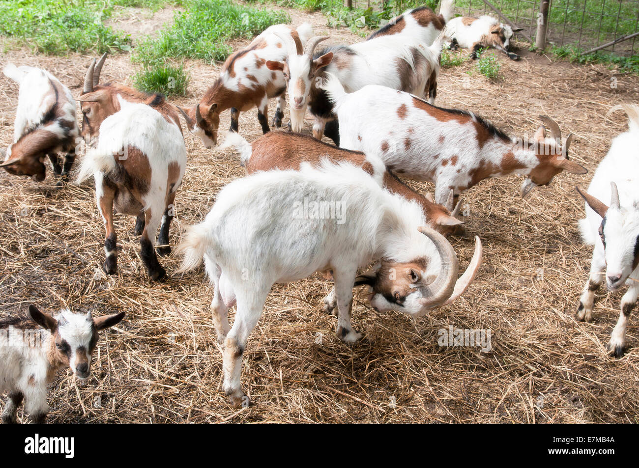 A little group of goats inside a zoo Stock Photo - Alamy