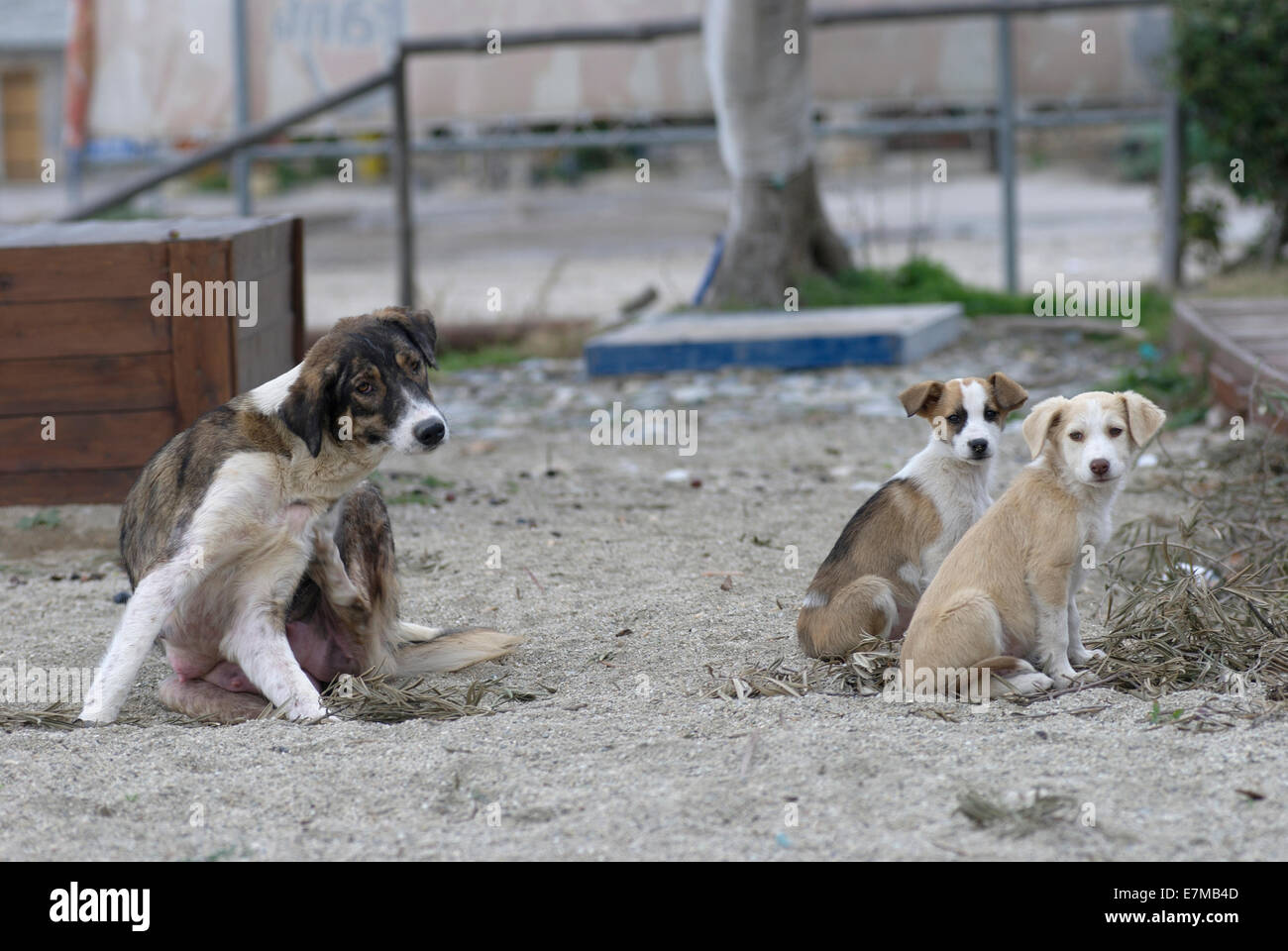 Female stray dog with puppies Stock Photo - Alamy