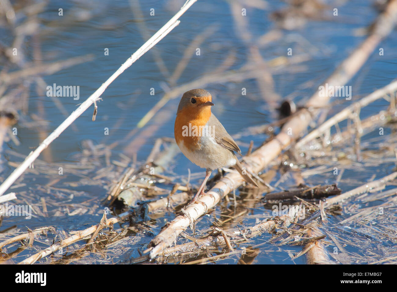 a robin resting on reeds in the marsh Stock Photo - Alamy