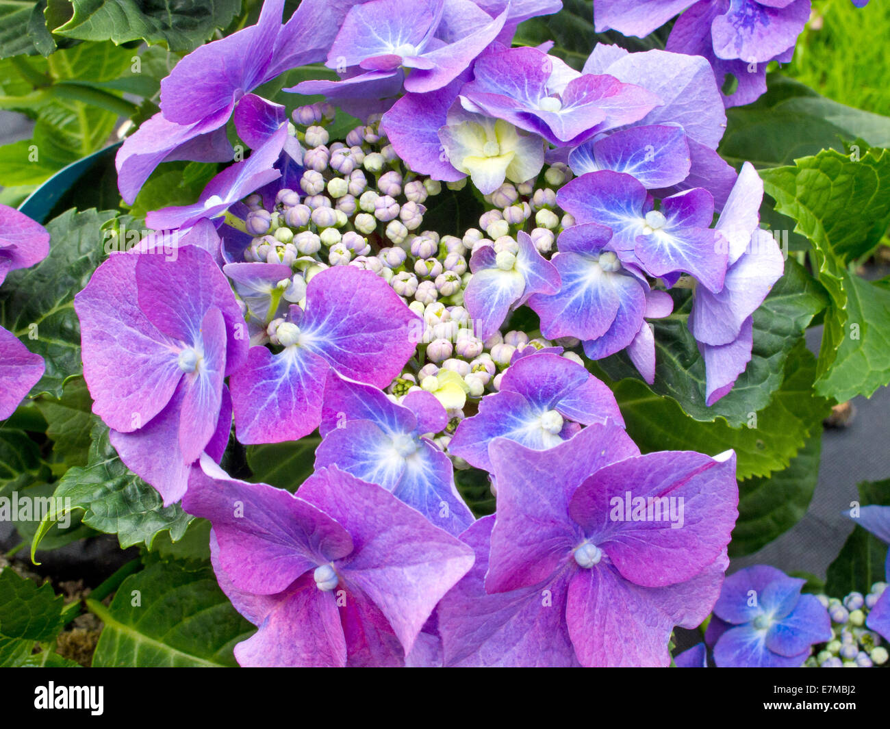 A close up view of the beautiful Hydrangea plant (Macrophylla teller ...