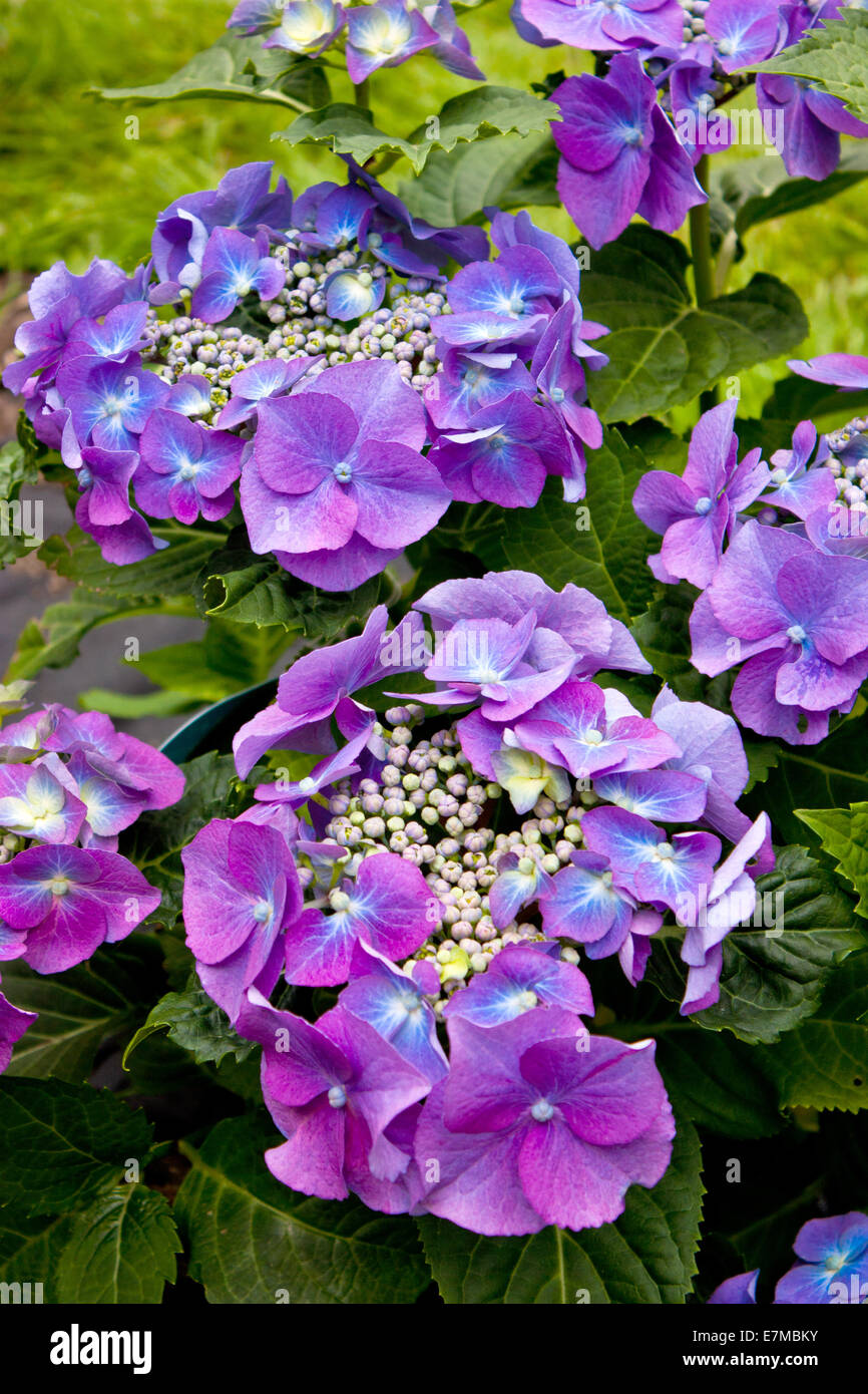 A close up view of the beautiful Hydrangea plant (Macrophylla teller ...