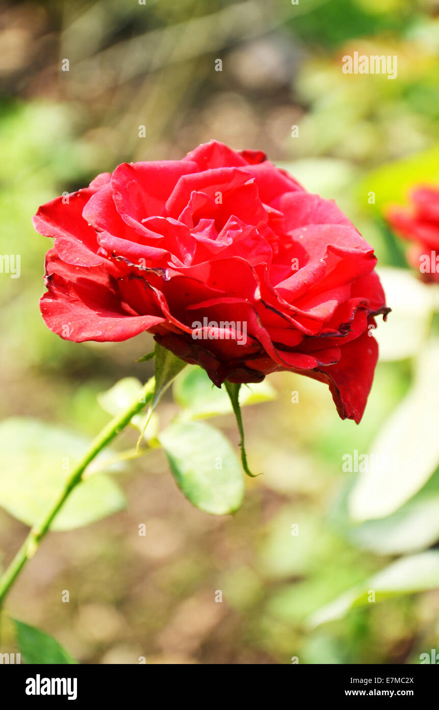 Closeup Rose Flower in the garden Stock Photo - Alamy