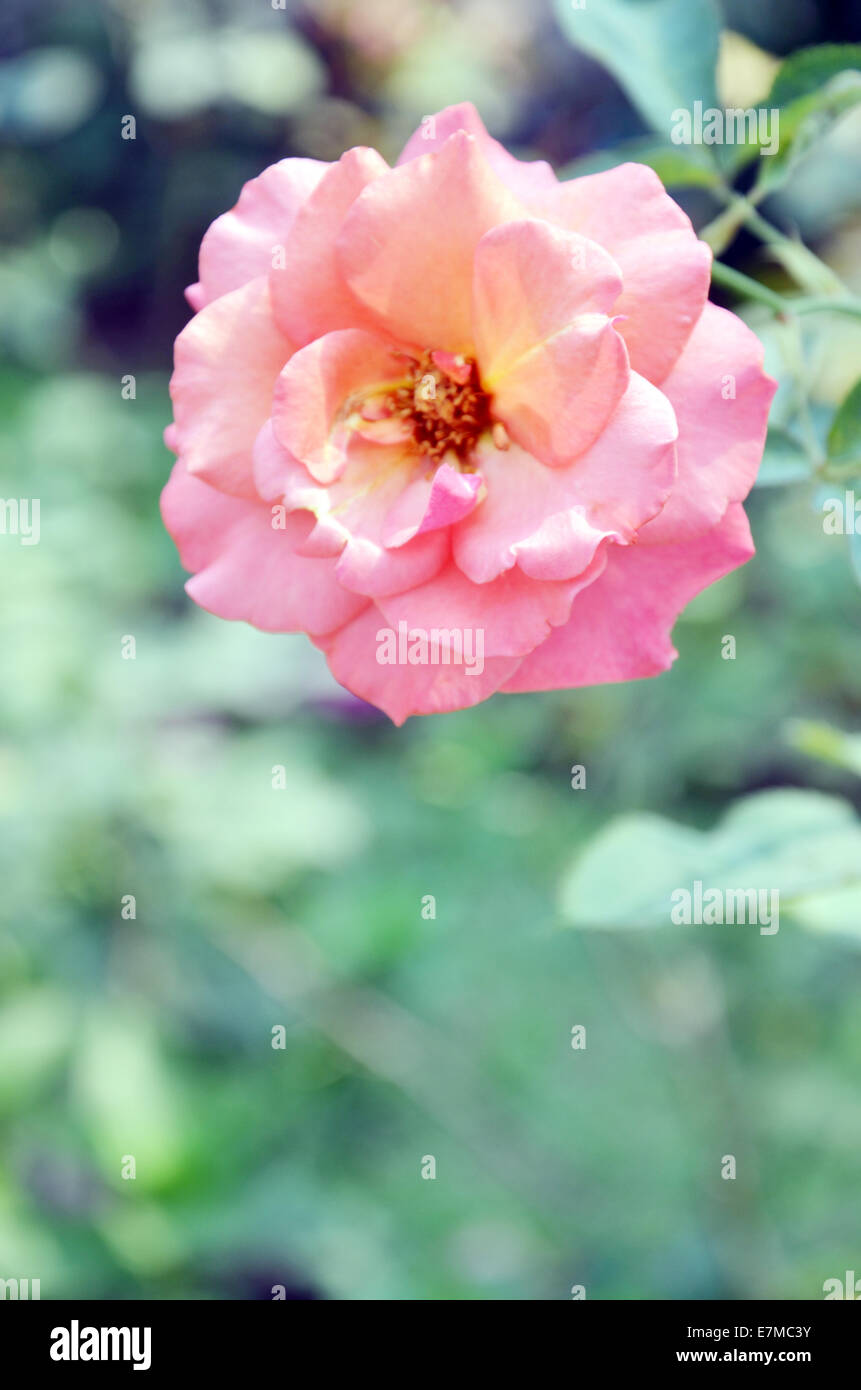Closeup Rose Flower in the garden Stock Photo - Alamy