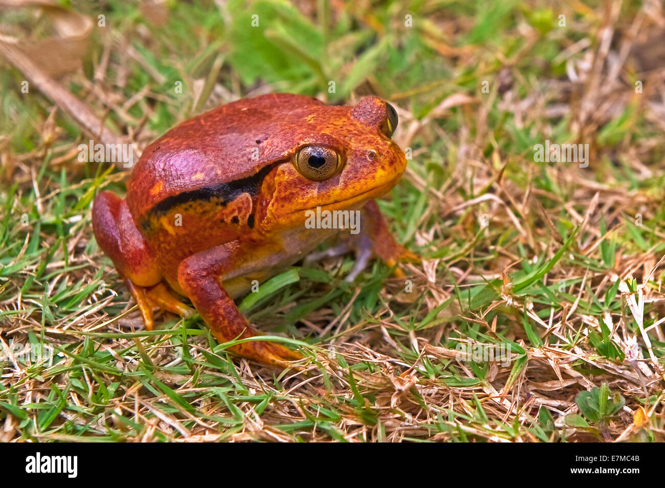 A Tomato Frog in Madagascar Stock Photo - Alamy