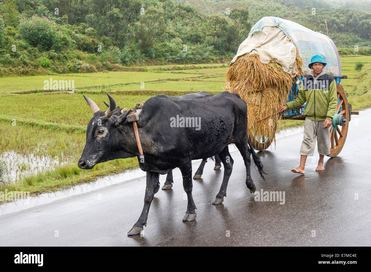 Farming rural ox oxen farming hi-res stock photography and images - Alamy