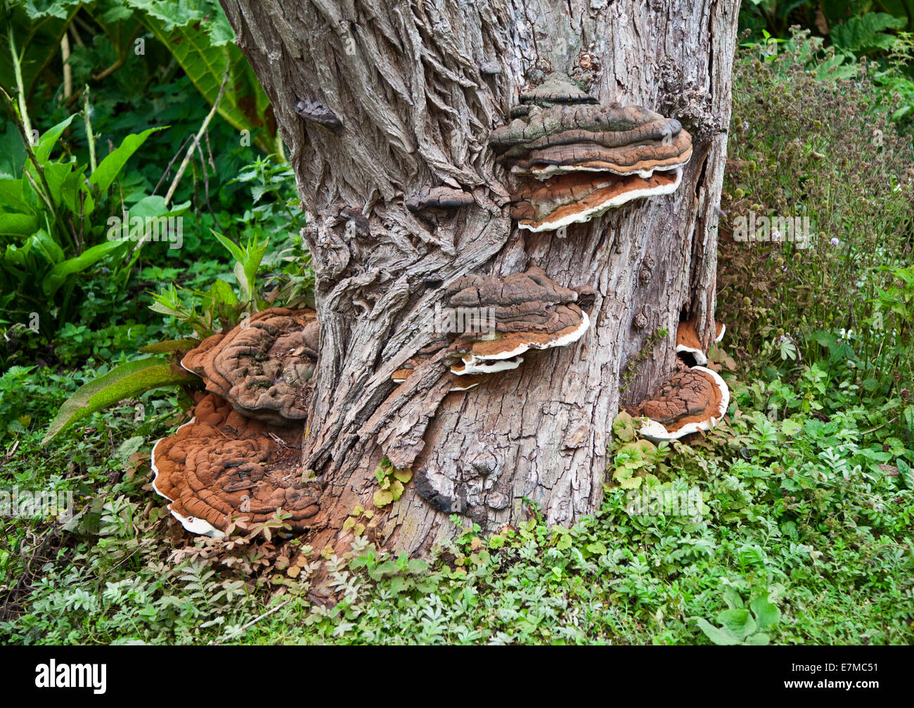 Tree parasite hi-res stock photography and images - Alamy