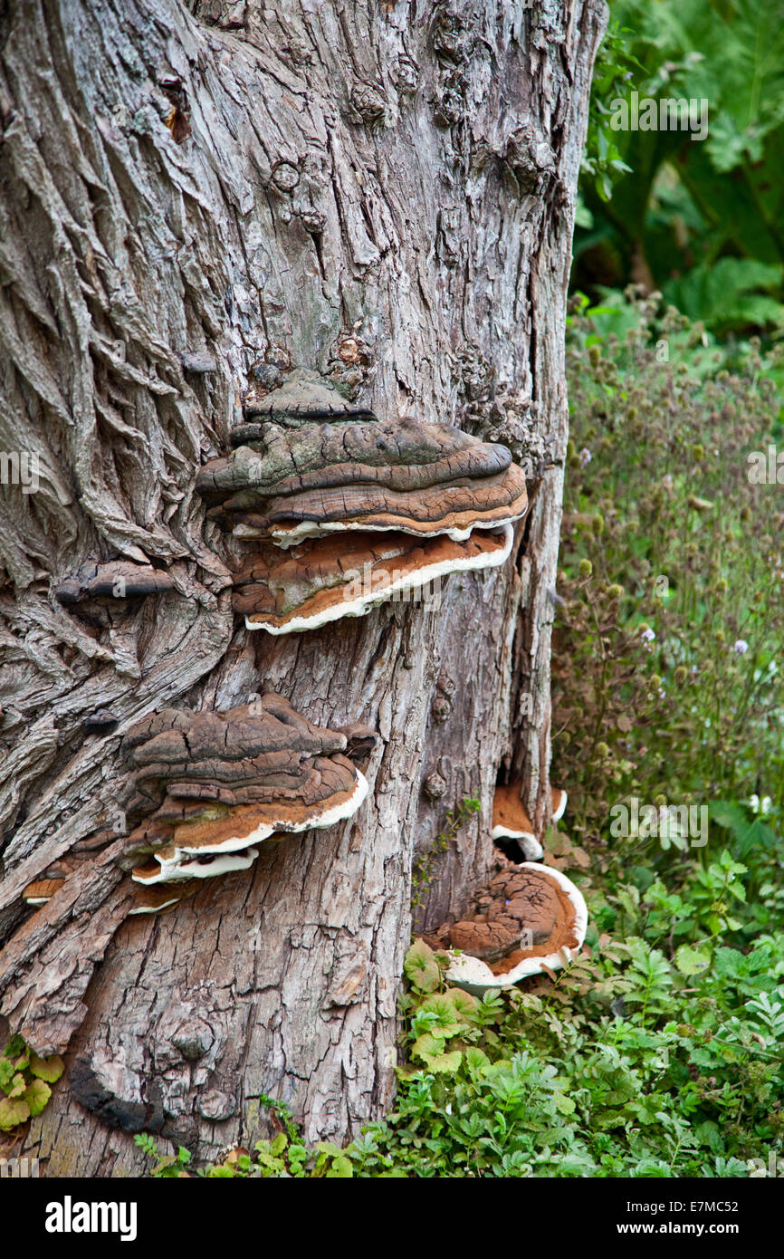 Tree parasite hi-res stock photography and images - Alamy