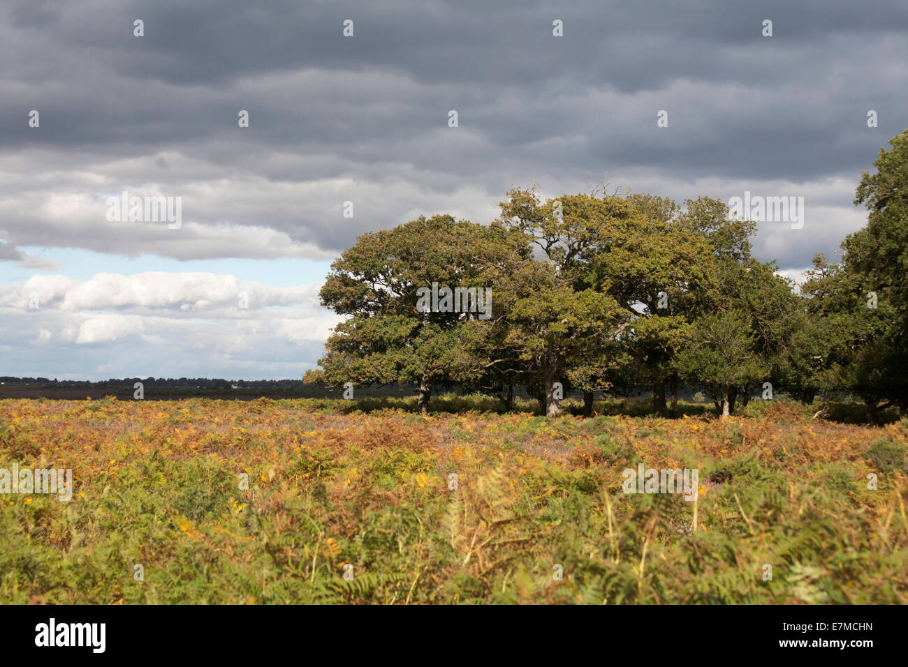 Oak Trees at the woodland boundary of sandy heathland Hampton Ridge ...