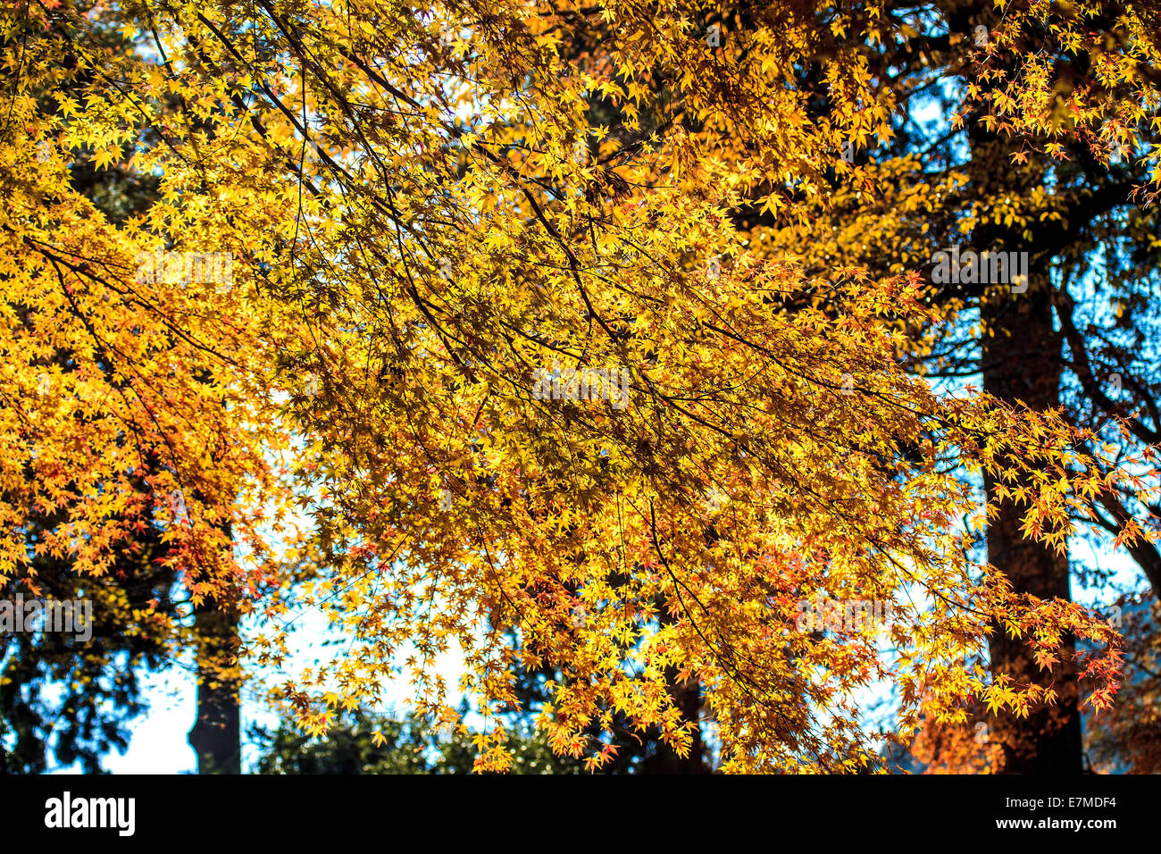 Kyoto, Japan - November 22, 2013: Enryaku-ji is a Tendai monastery ...