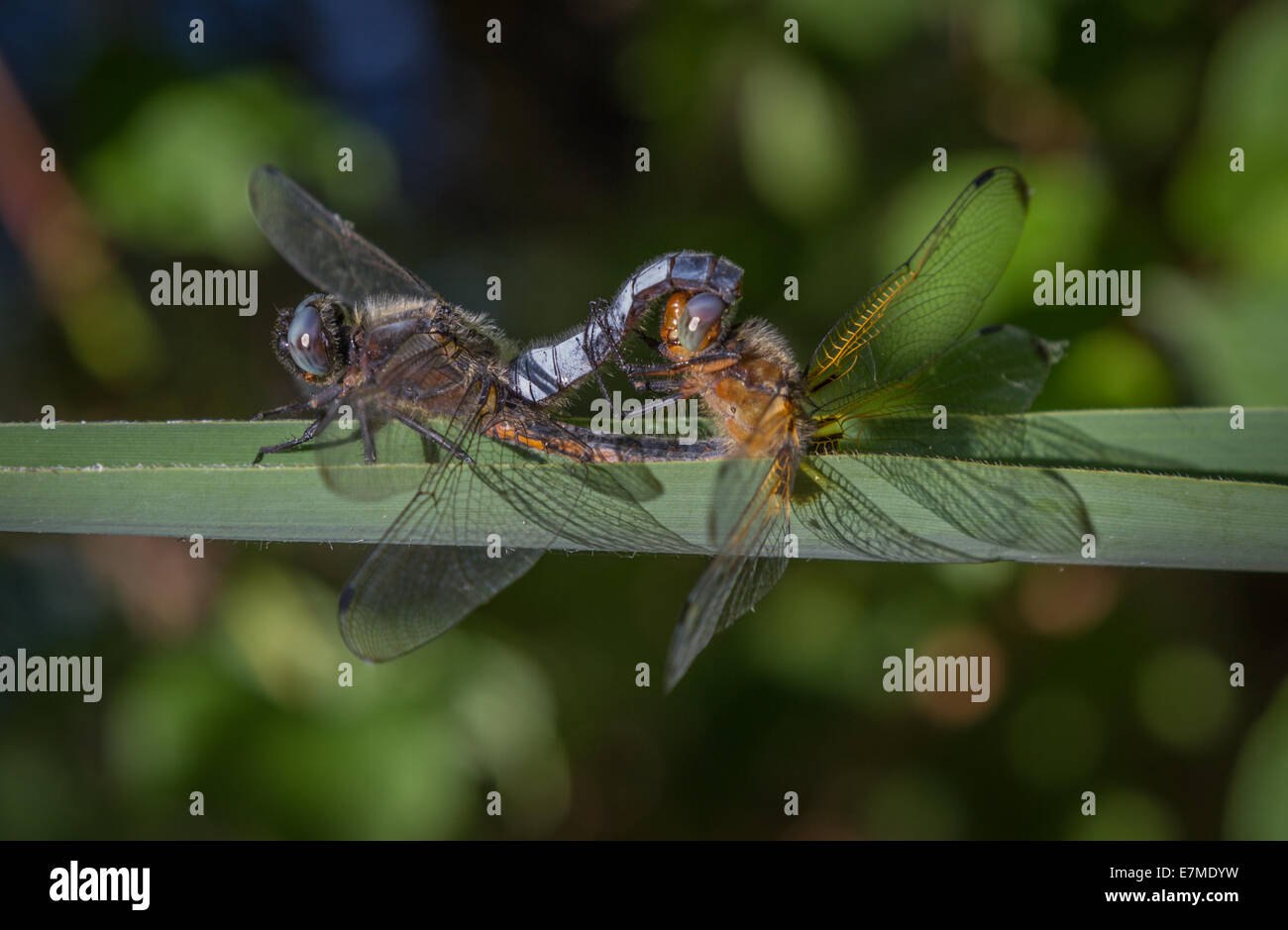 Couple mating hi-res stock photography and images - Alamy