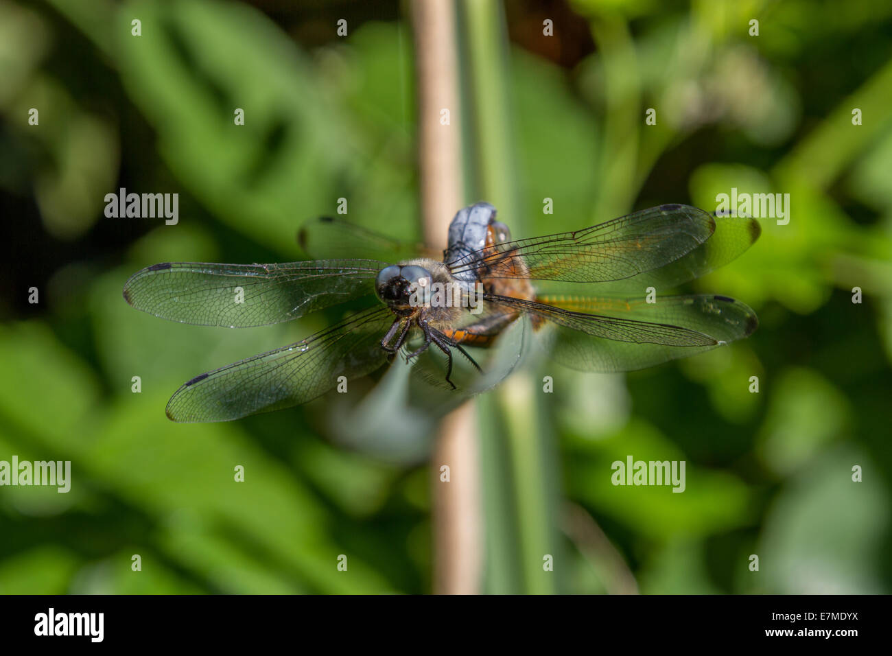 Dragonfly mating hi-res stock photography and images - Alamy