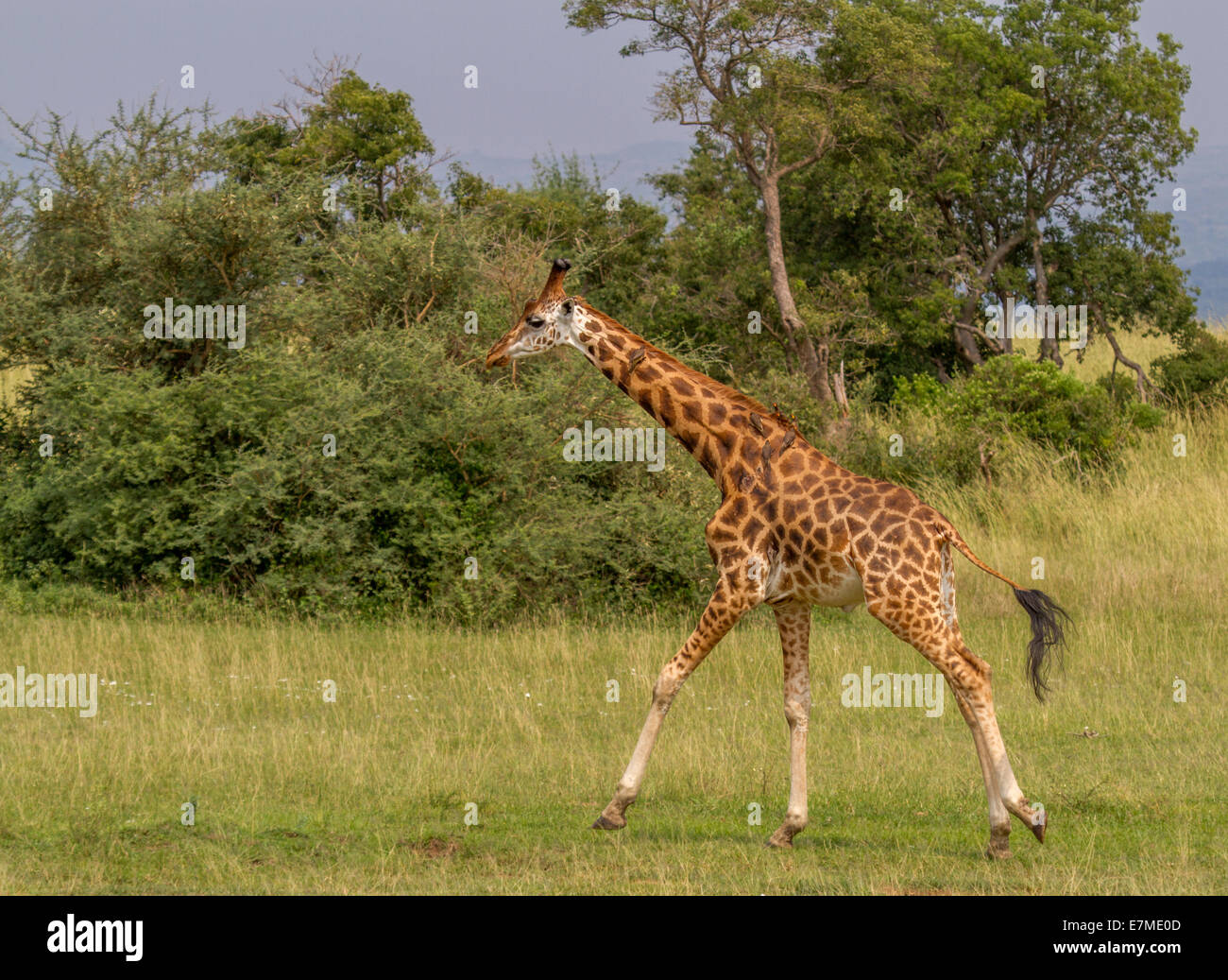 A Rothschild's giraffe runs off, carrying a group of birds (Red-billed ...