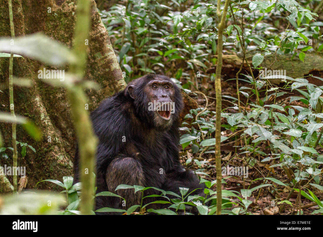 Chimpanzee screaming hi-res stock photography and images - Alamy