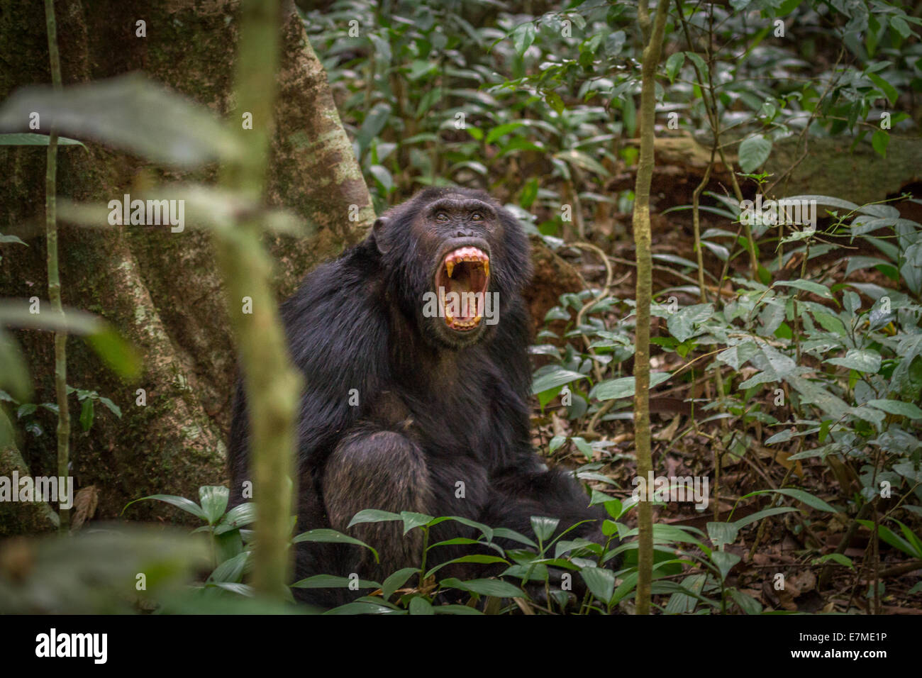 Chimpanzee screaming hi-res stock photography and images - Alamy