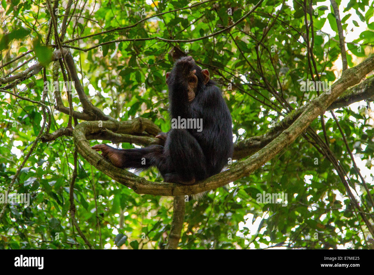 A young chimpanzee plays in the forest and poses in a tree. Shot in ...