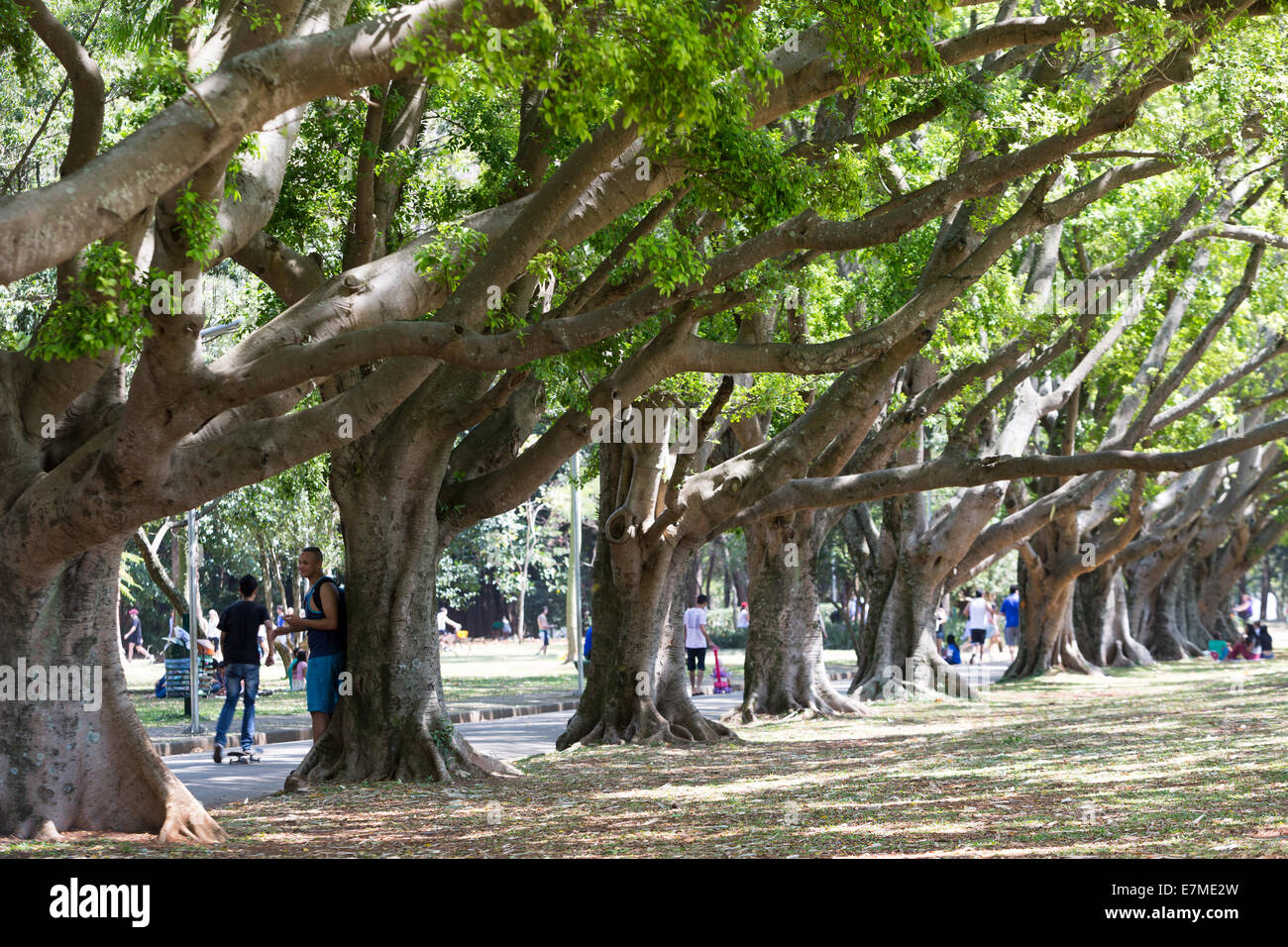 Row of ficus trees at Parque (Park) Ibirapuera, Sao Paulo, Brazil Stock ...