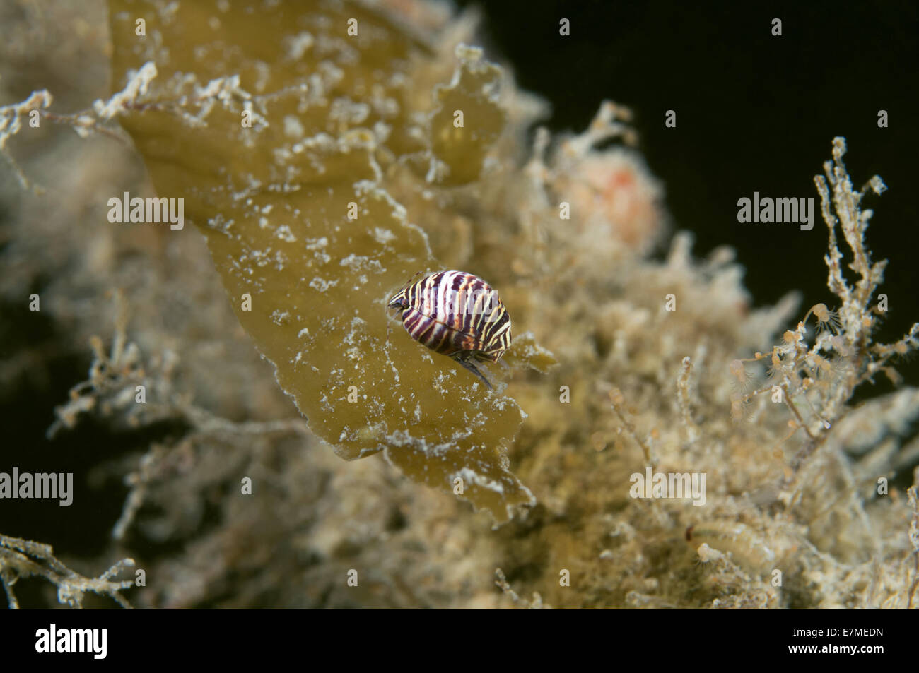 Amphipoda amphipod hi-res stock photography and images - Alamy