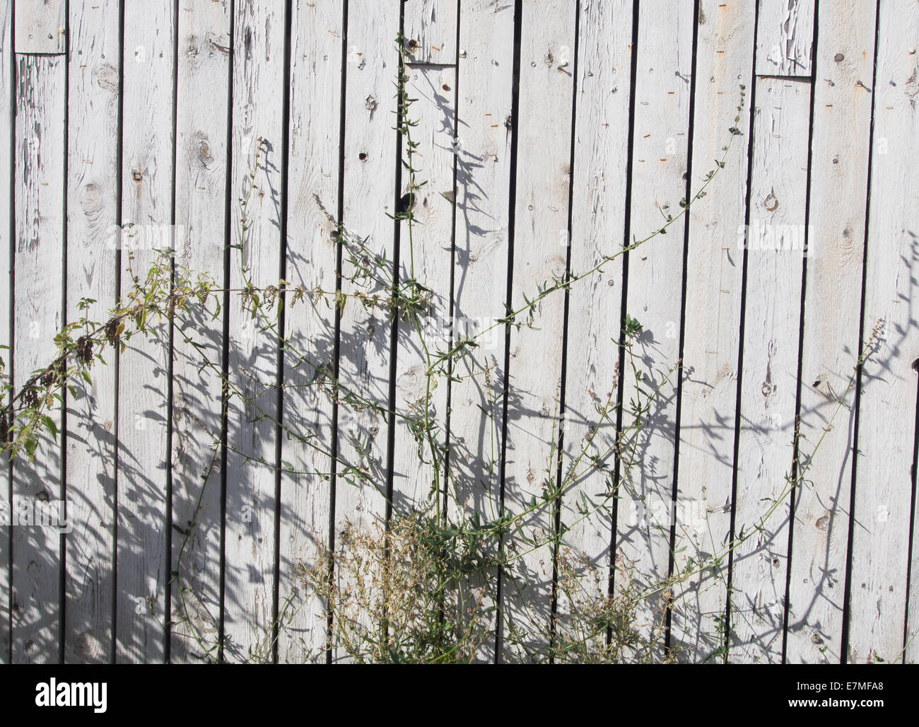 Weeds harsh shadows white wooden fence hi-res stock photography and ...