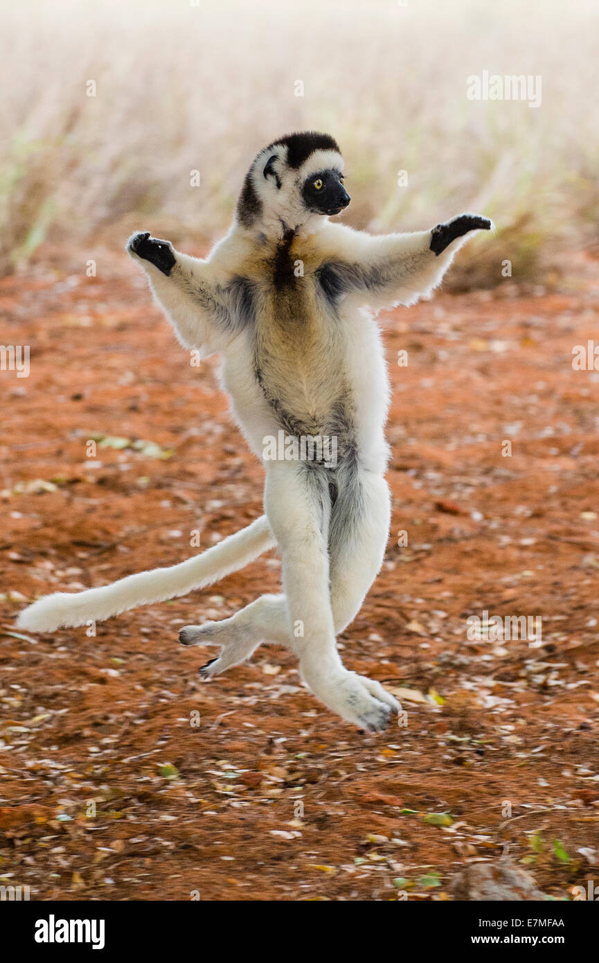 Sifaka lemur madagascar hi-res stock photography and images - Alamy