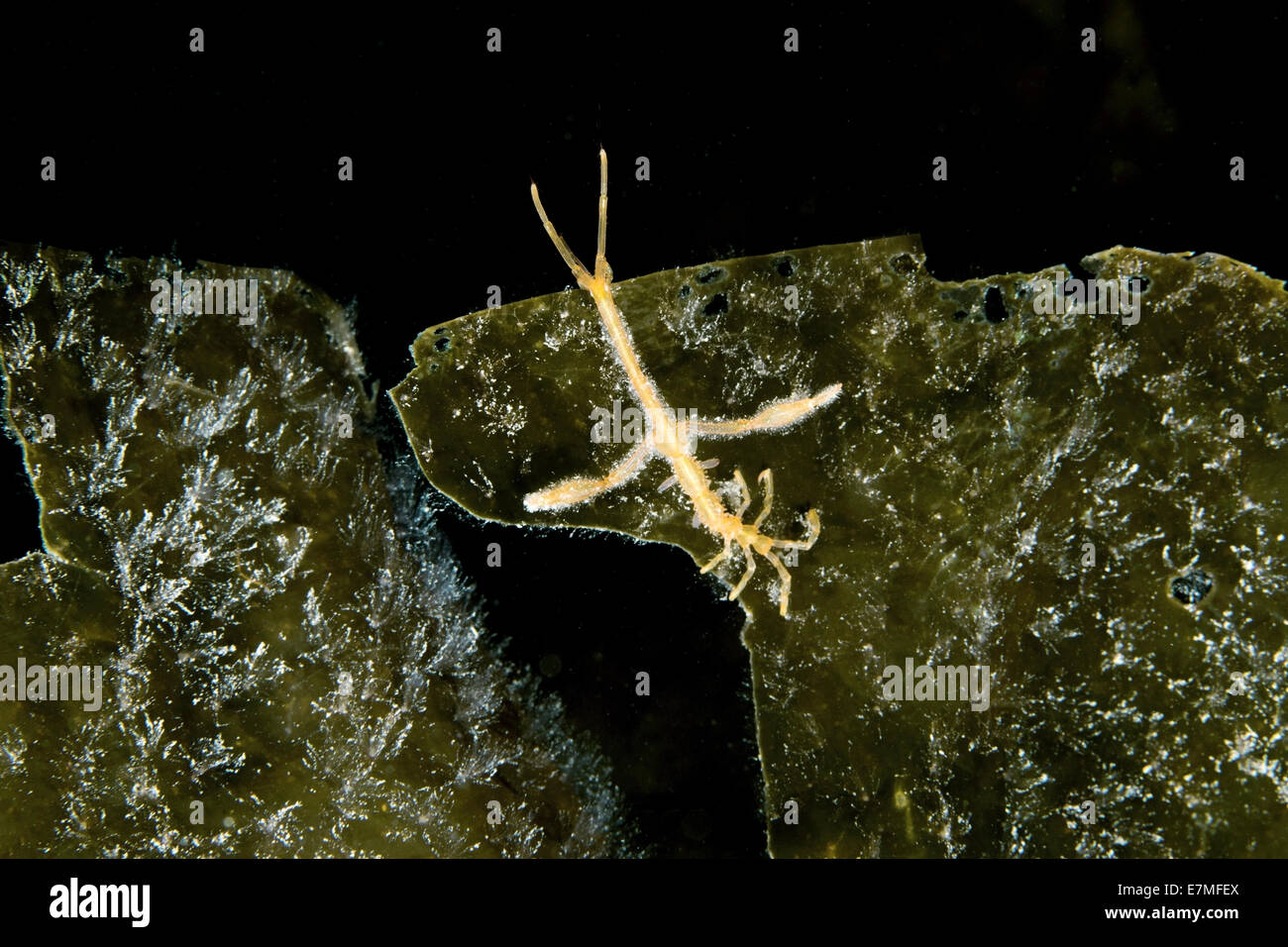 Twospine Skeleton Shrimp (Caprella bispinosa) Sea of Japan, Far East ...