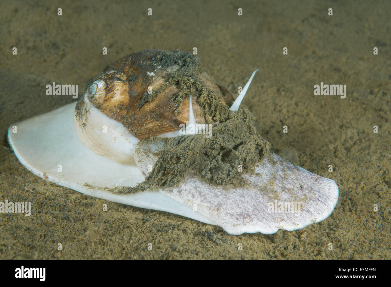 Moon shell (Cryptonatica janthostoma) Sea of Japan, Far East, Primorsky ...
