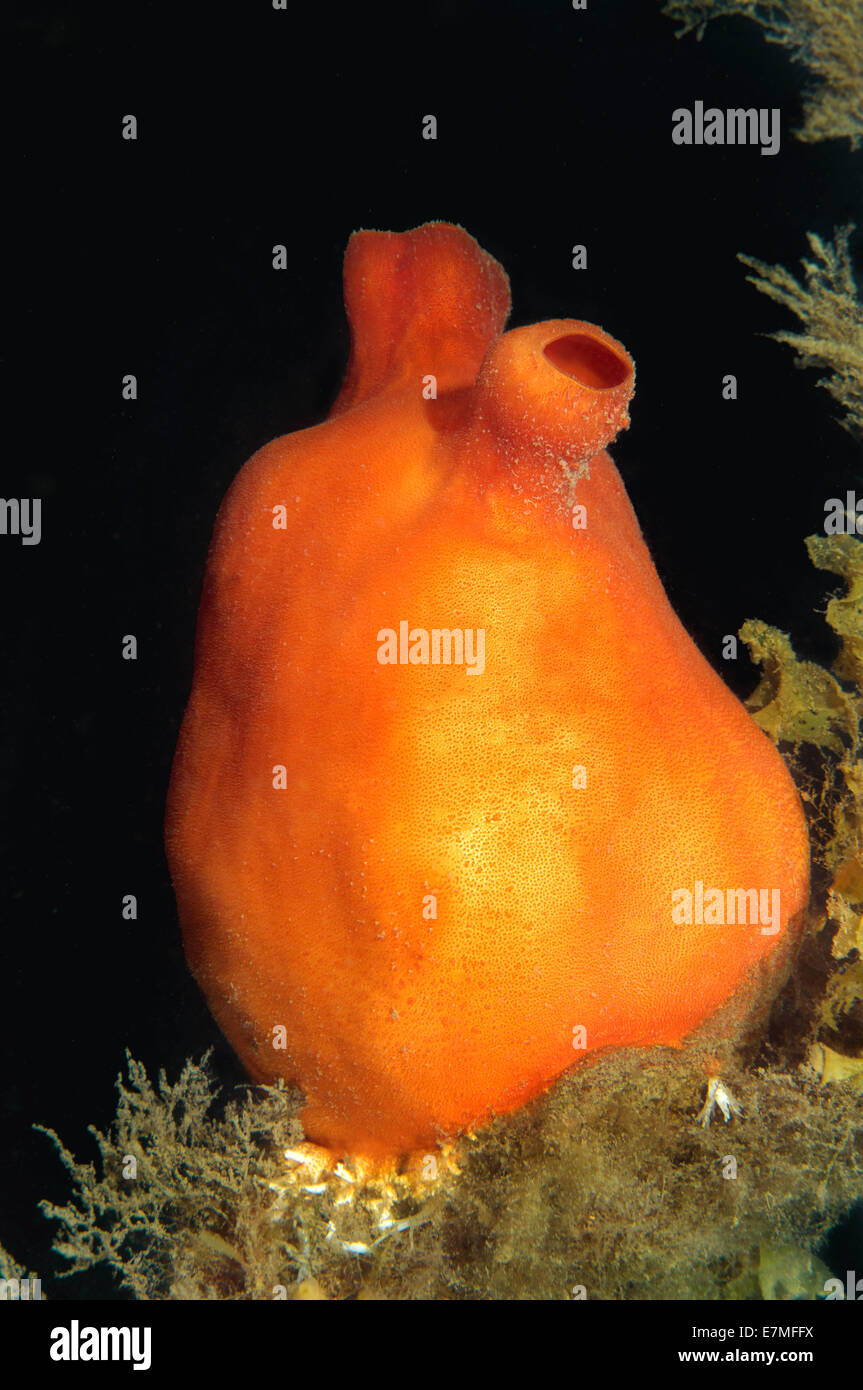Sea peach (Halocynthia aurantium) Sea of Japan, Rudnaya Pristan, Far ...