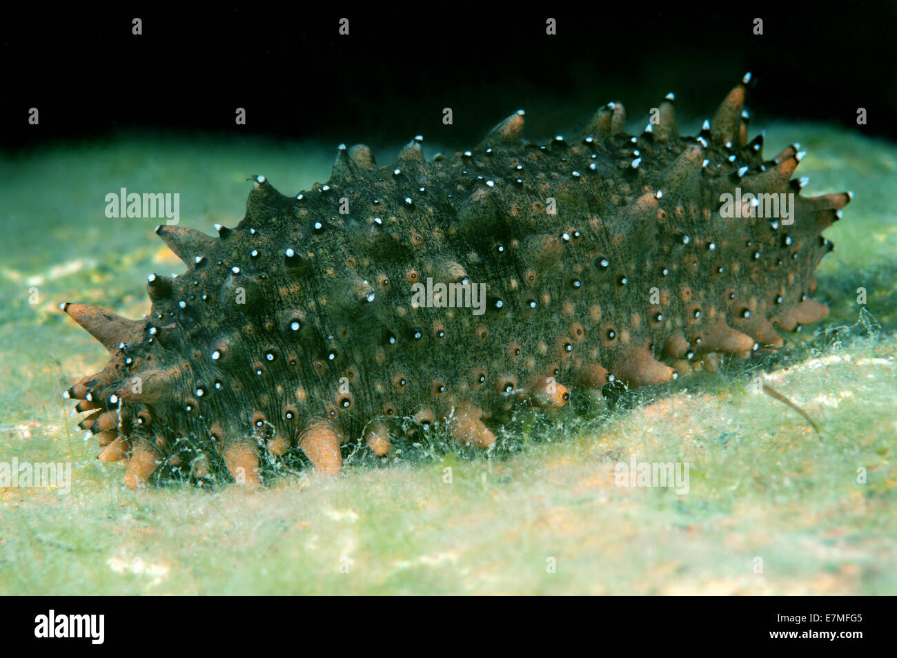Japanese spiky sea cucumber or Japanese sea cucumber (Apostichopus ...