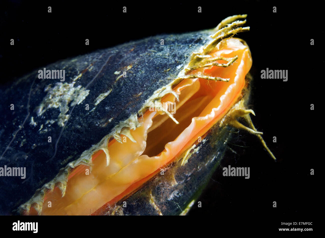 Mantle kuril horse mussel hi-res stock photography and images - Alamy