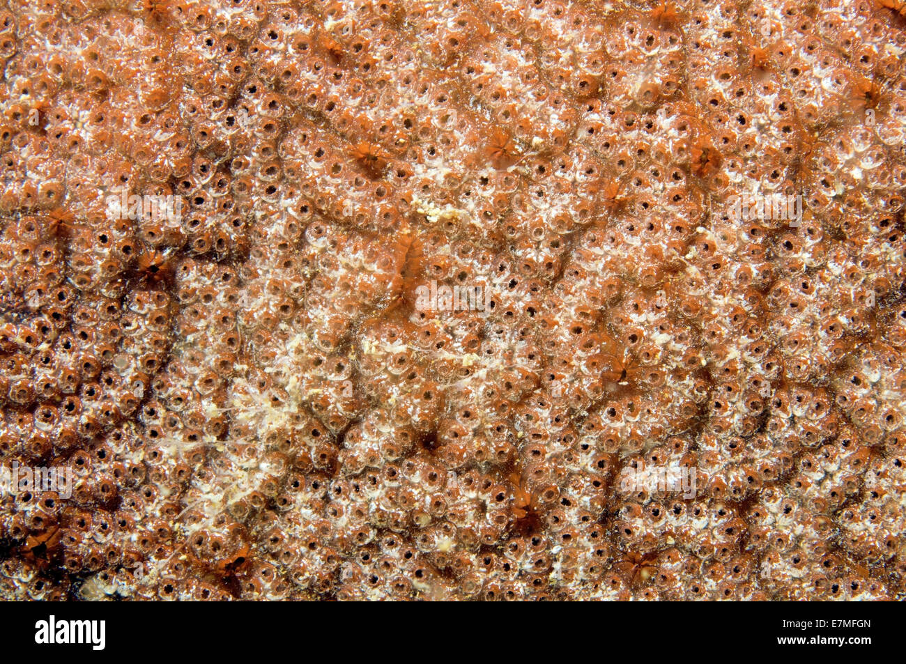 Botrylloides violacea hi-res stock photography and images - Alamy