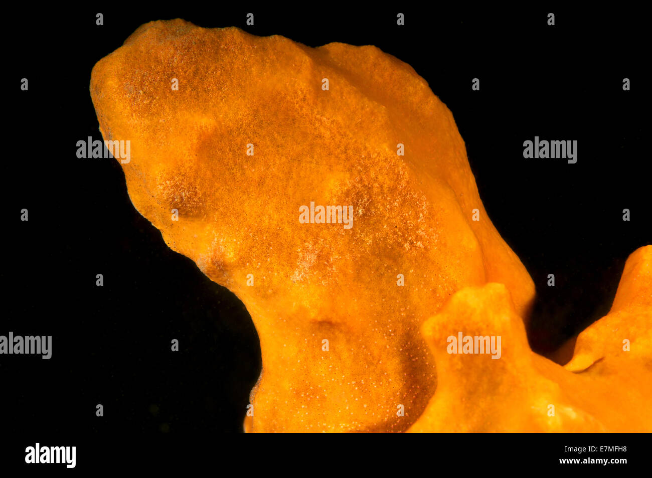 Suberites domuncula hi-res stock photography and images - Alamy
