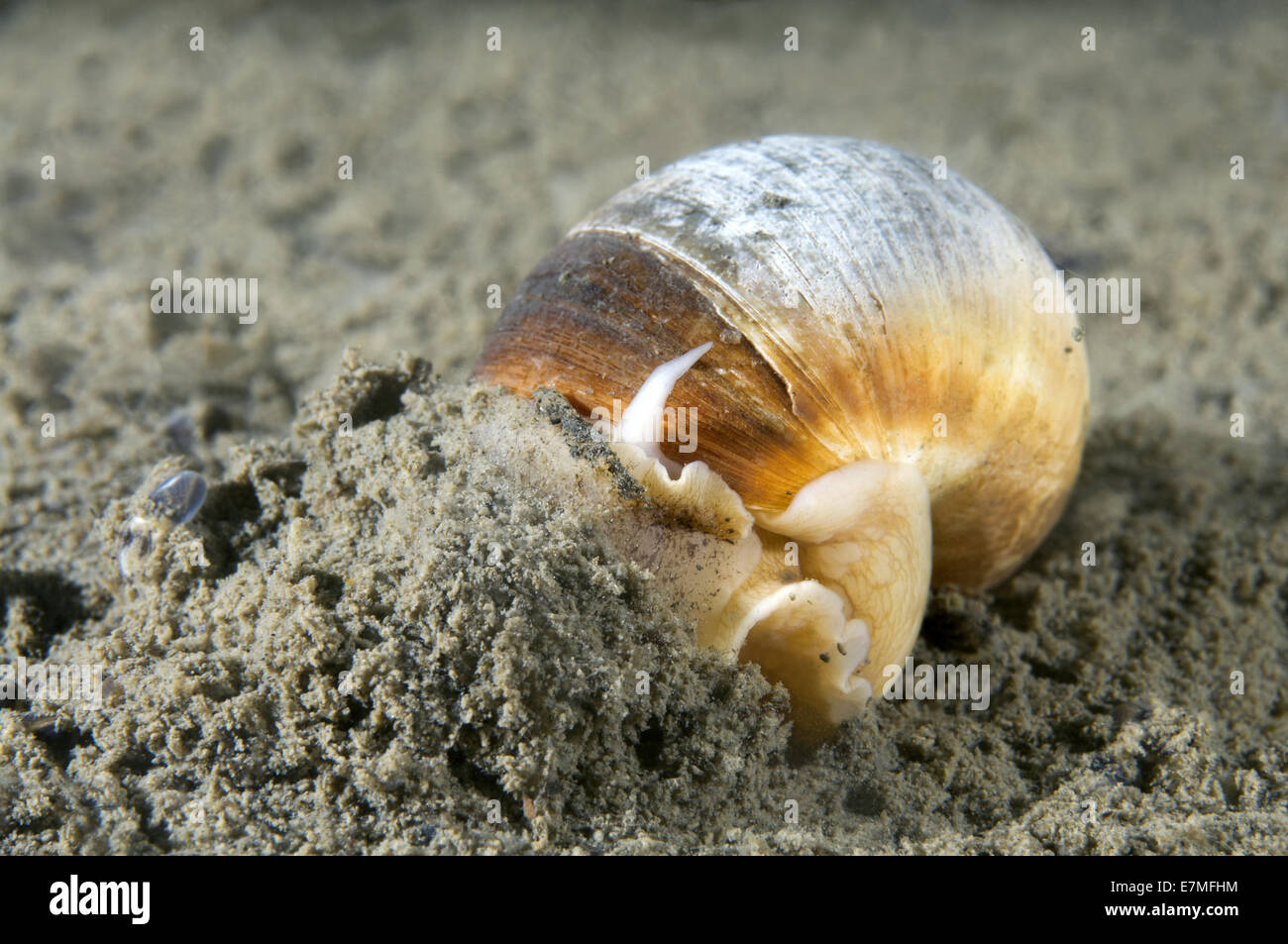 Cryptonatica janthostoma hi-res stock photography and images - Alamy