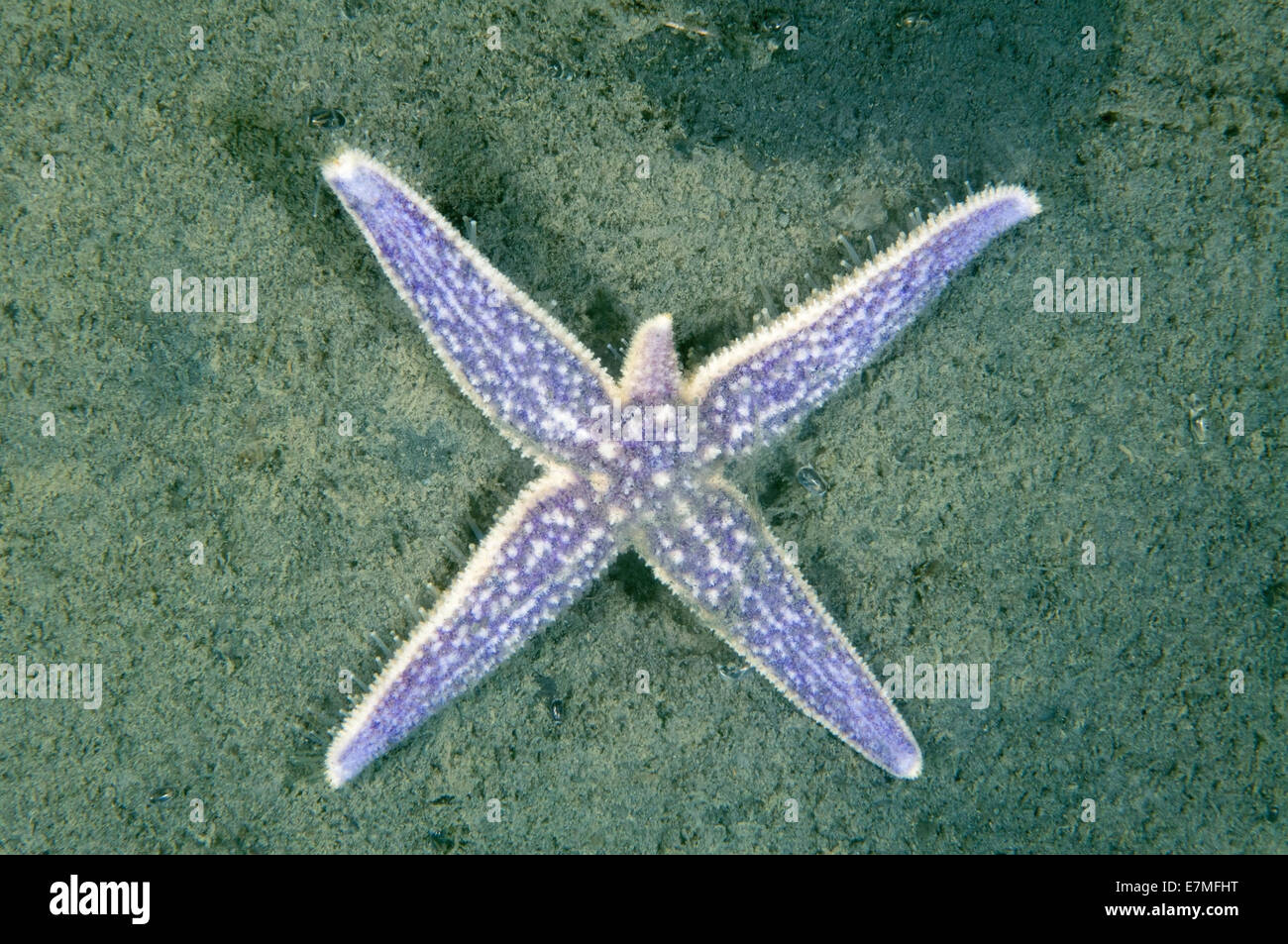 Common Starfish Stock Photos & Common Starfish Stock Images - Alamy