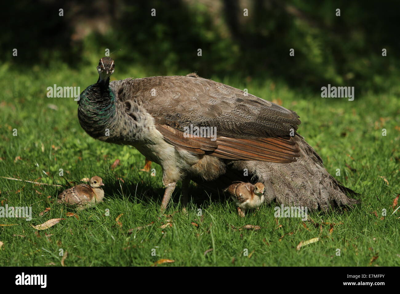 Peacock chick hi-res stock photography and images - Alamy