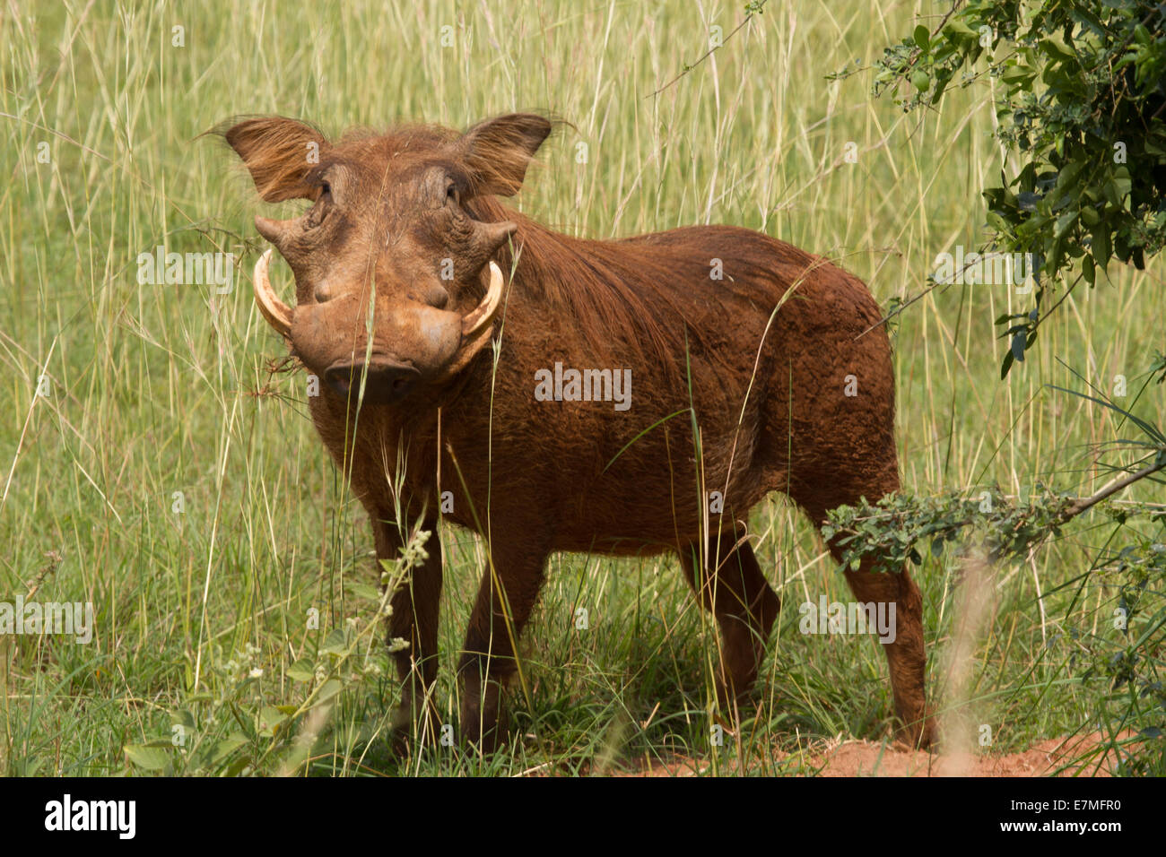 African warthog hi-res stock photography and images - Alamy