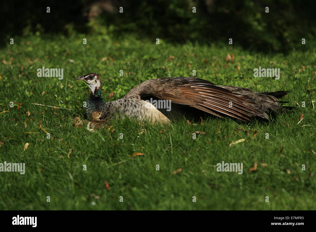 Peahen hen hi-res stock photography and images - Alamy