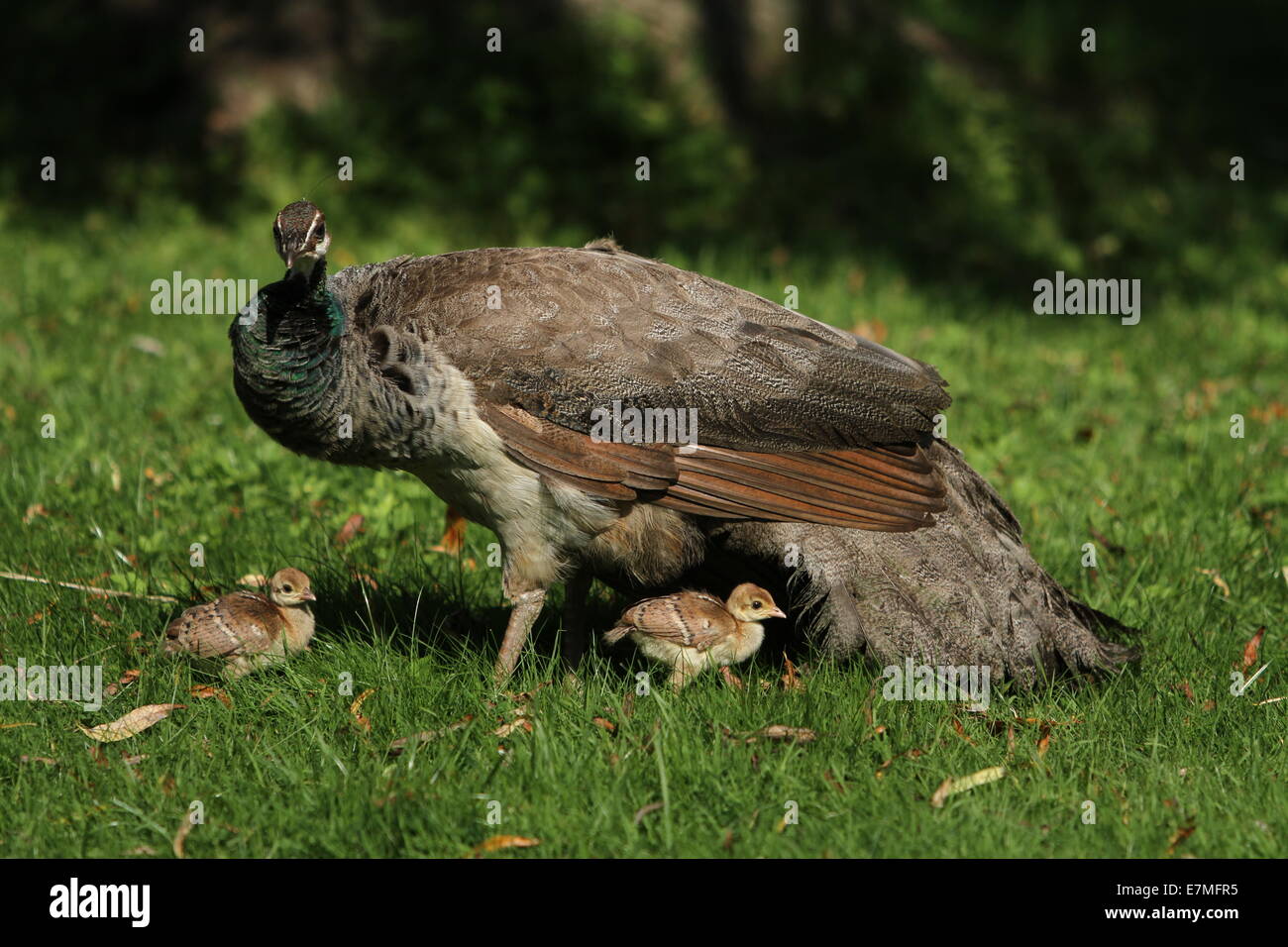 Female Peahen High Resolution Stock Photography and Images - Alamy