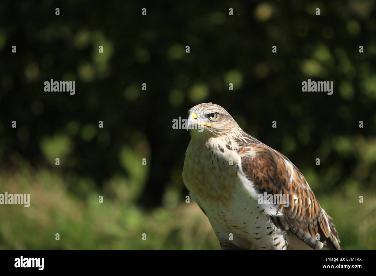 Buzzard female hi-res stock photography and images - Alamy