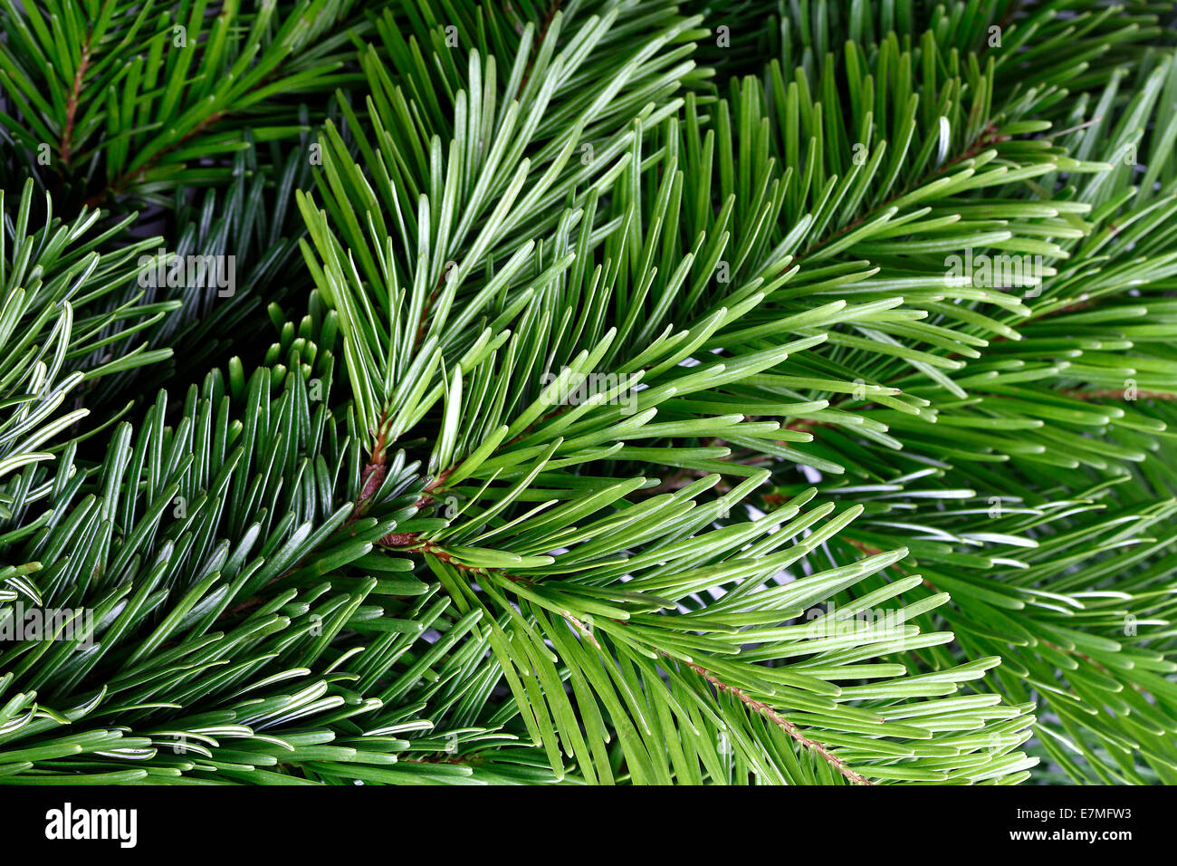 Sugar fir hi-res stock photography and images - Alamy