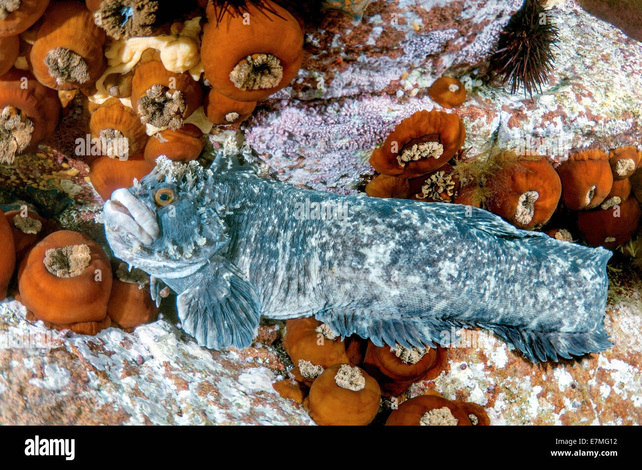 Japanese warbonnet hi-res stock photography and images - Alamy